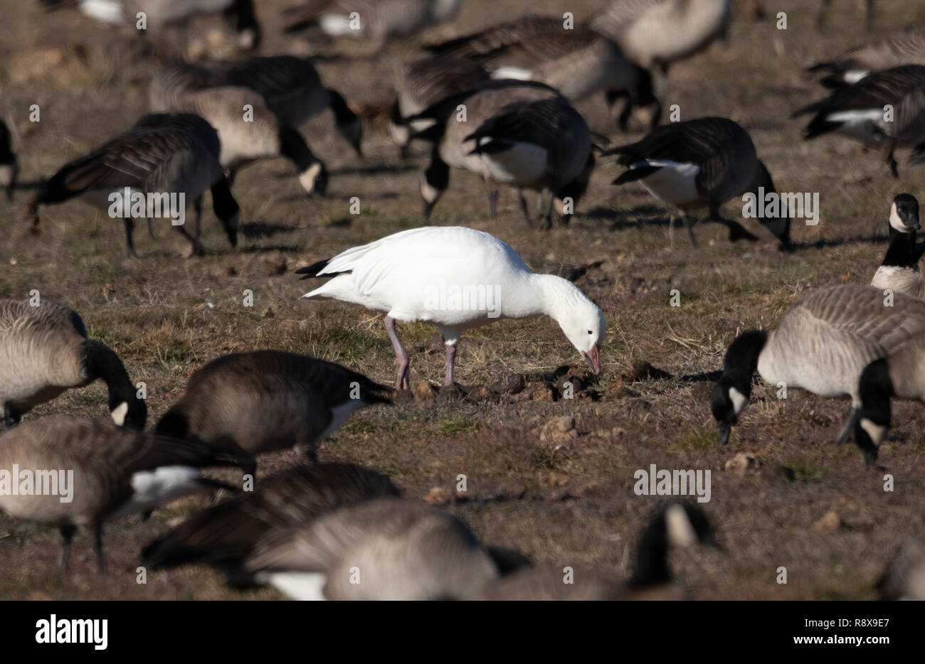 Snow Goose, Anser caerulescens, mixed in flock Canada Geese, Branta ...