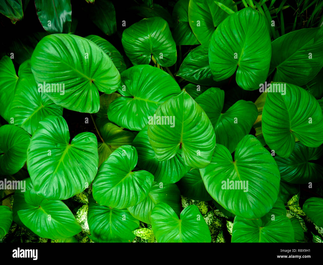 Background pattern of tropical dark green leaves, nature background ...