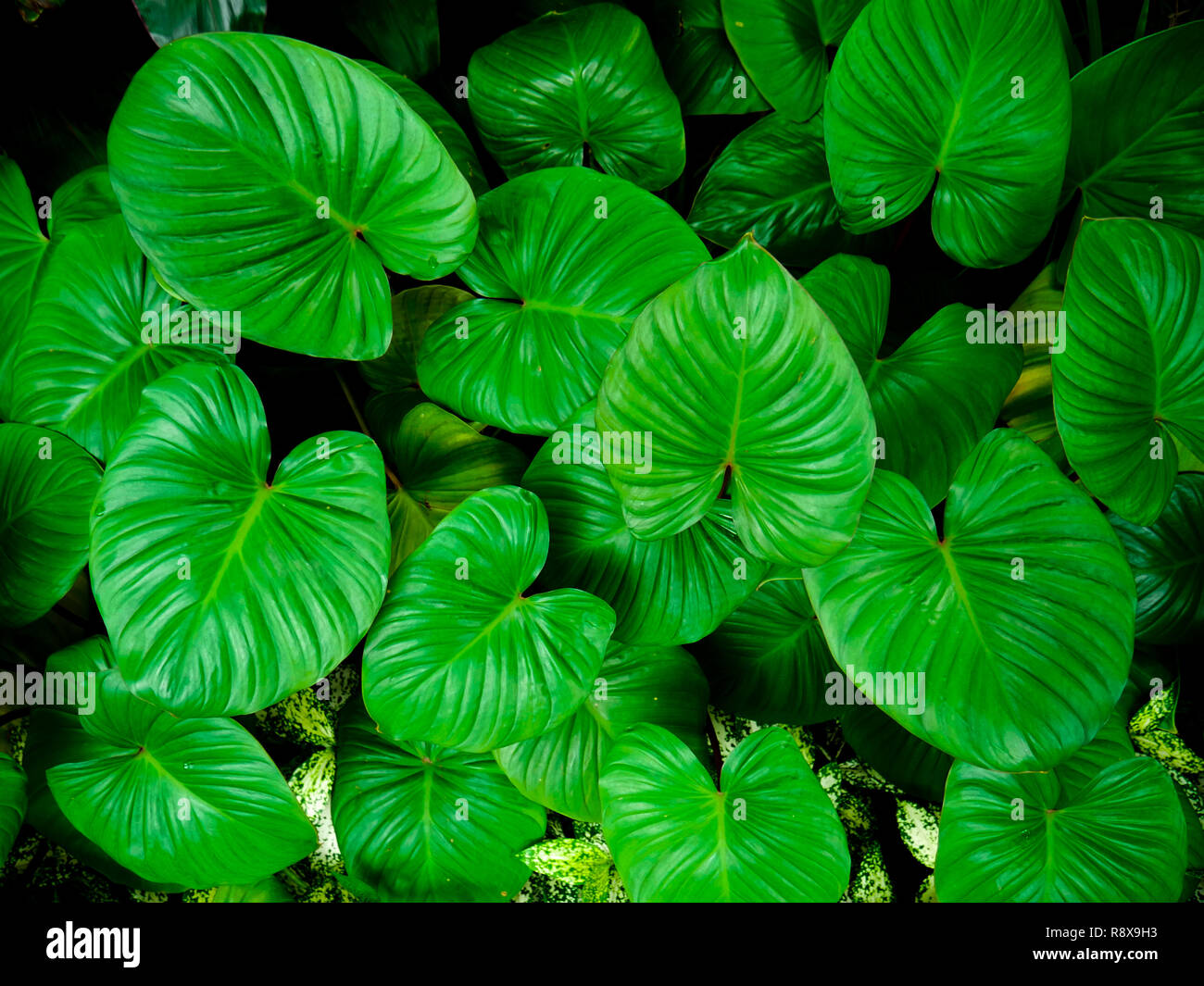 Background pattern of tropical dark green leaves, nature background ...