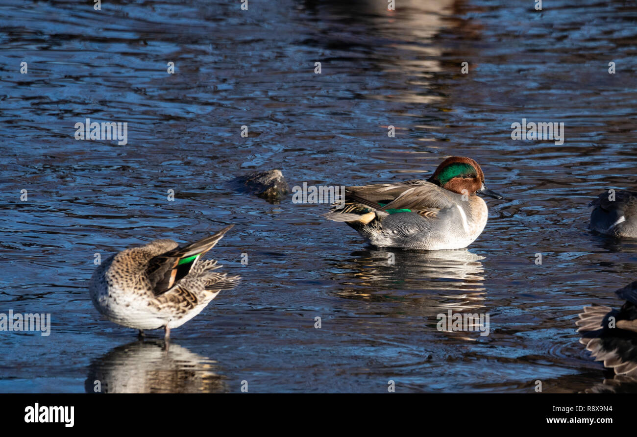 Male (right) Female (left) Green-Winged Teal, Anas carolinensis ...