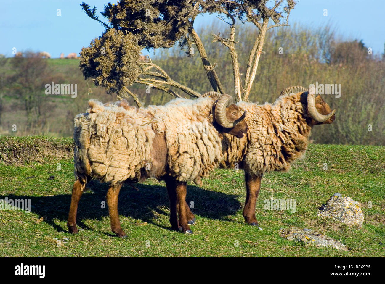 Castlemilk Moorit sheep Stock Photo - Alamy