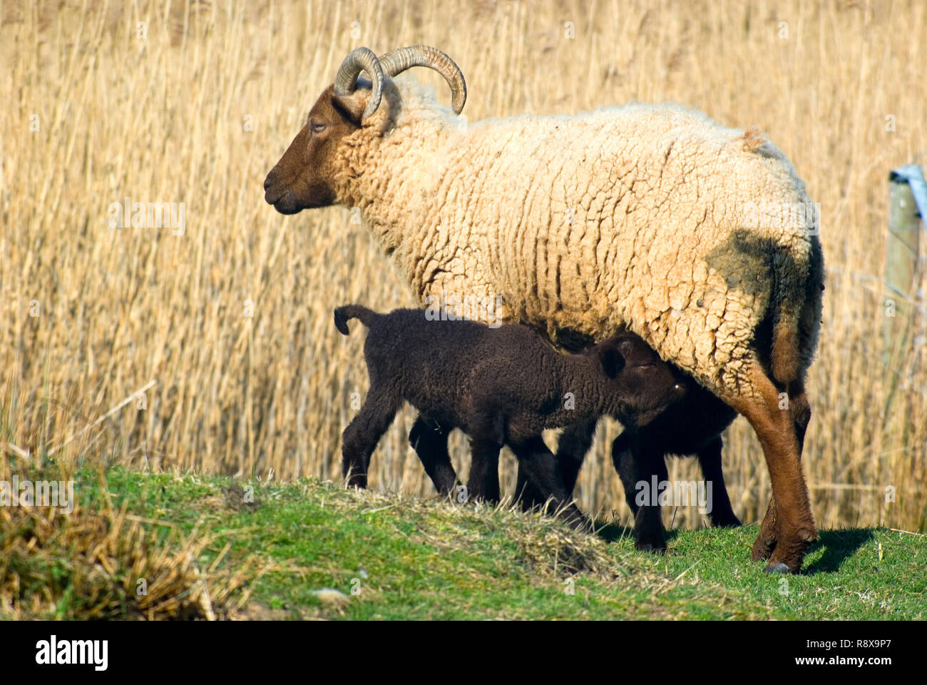 Castlemilk Moorit sheep Stock Photo - Alamy