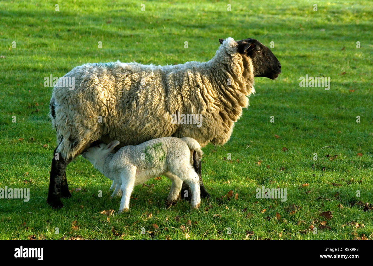 Ewe with Lamb Stock Photo - Alamy
