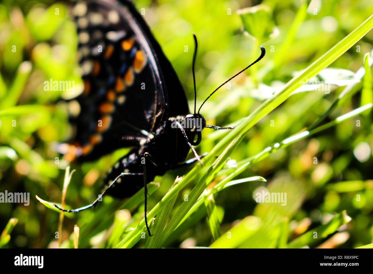 Canadian tiger swallowtail butterfly hi-res stock photography and ...