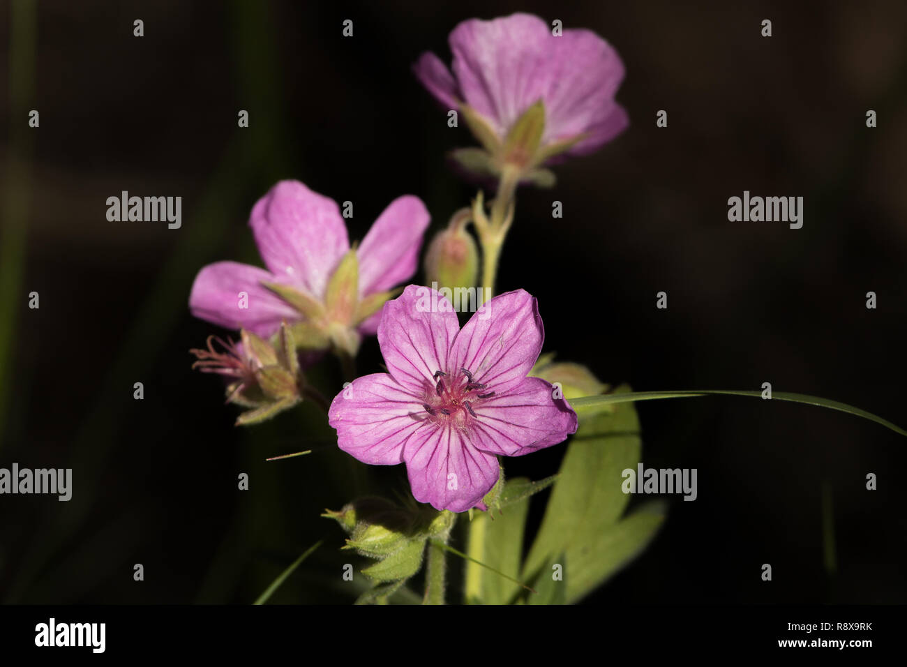 Geranium Viscosissimum High Resolution Stock Photography and Images - Alamy