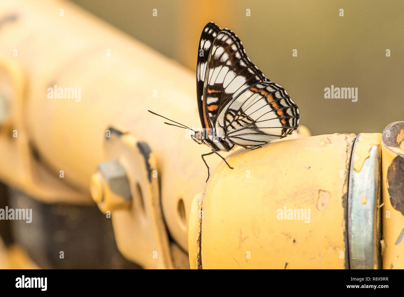 Weidemeyers admiral hi-res stock photography and images - Alamy