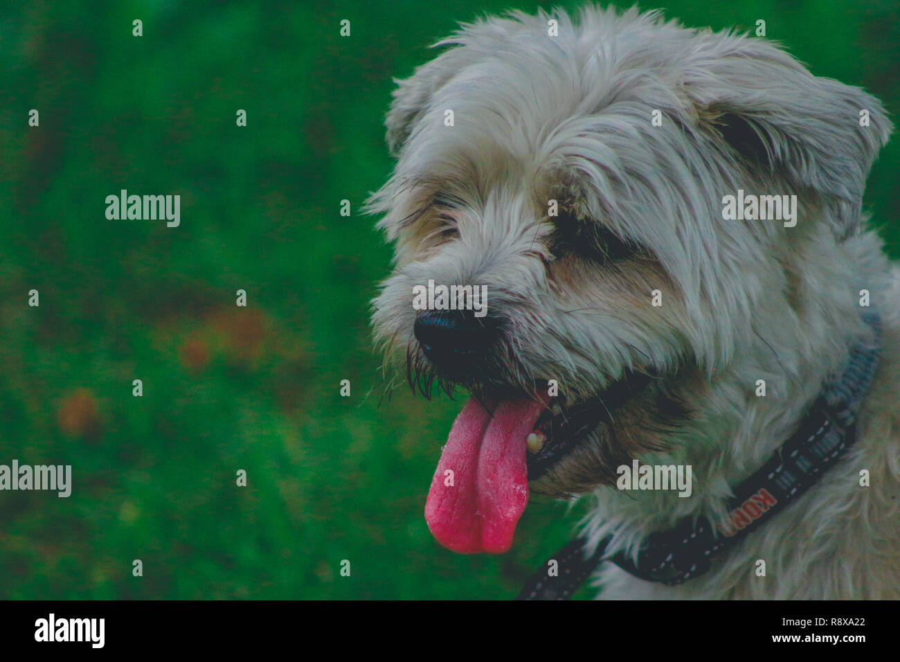 Shorkie puppy outdoors looking very shaggy and scruffy Stock Photo - Alamy