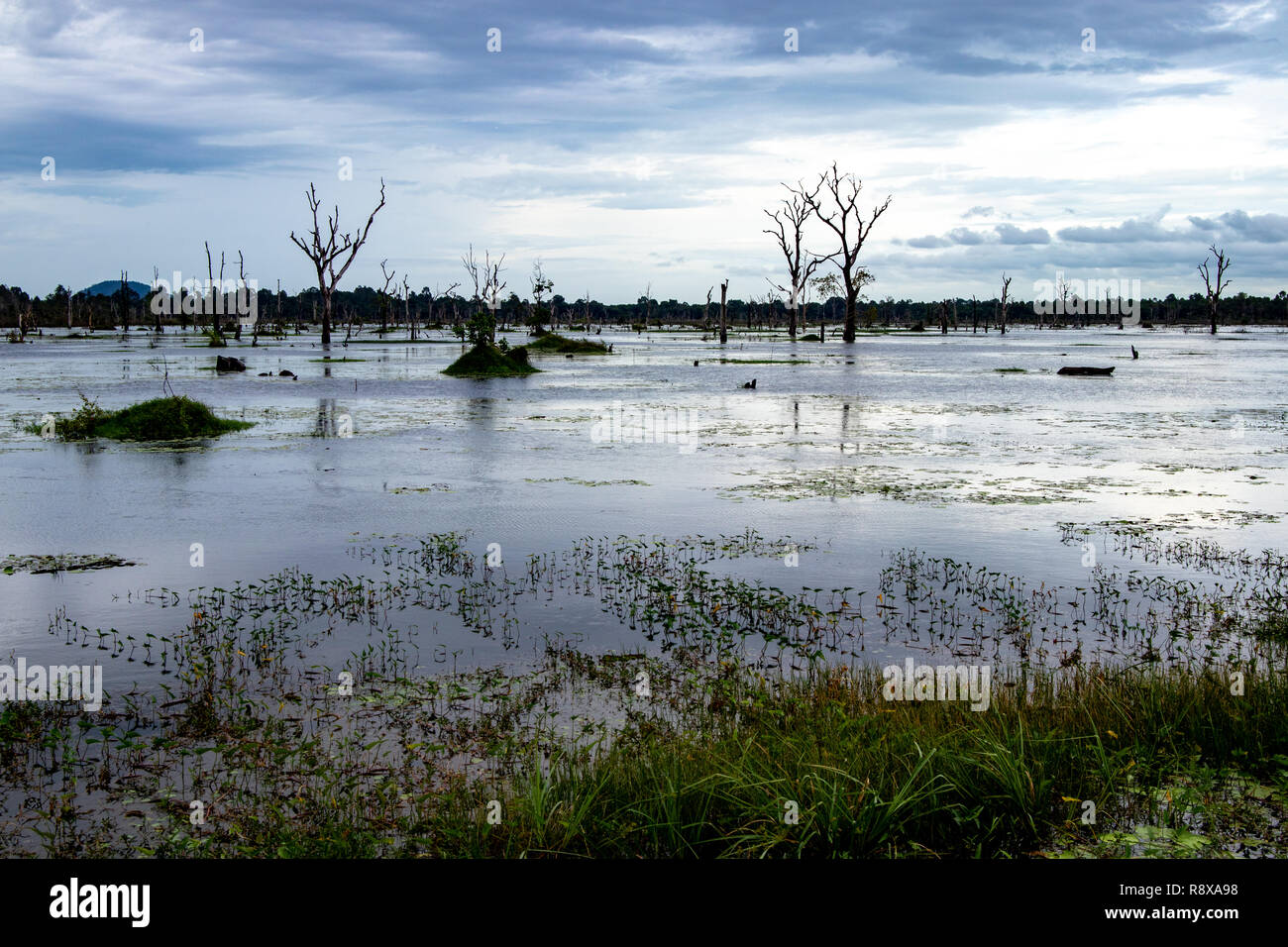 Big swamp hi-res stock photography and images - Alamy
