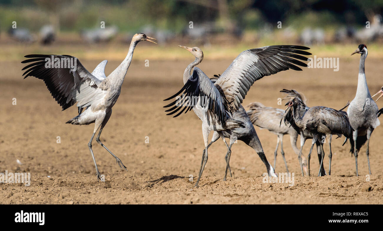 Dancing Cranes High Resolution Stock Photography and Images - Alamy