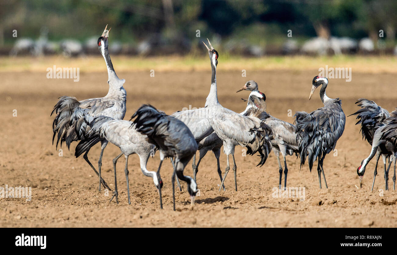 Dancing Cranes in arable field. Common Crane, Scientific name: Grus ...
