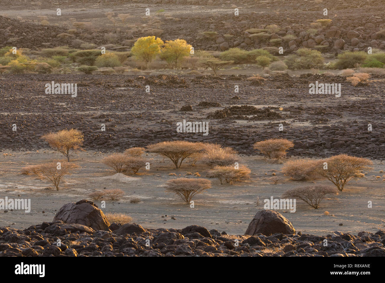 Awash lake ethiopia hi-res stock photography and images - Alamy