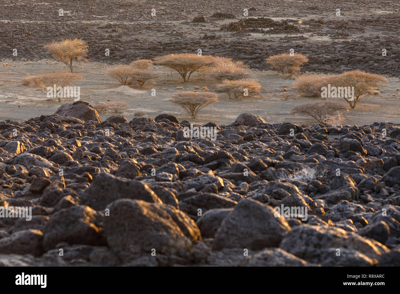 Awash lake ethiopia hi-res stock photography and images - Alamy