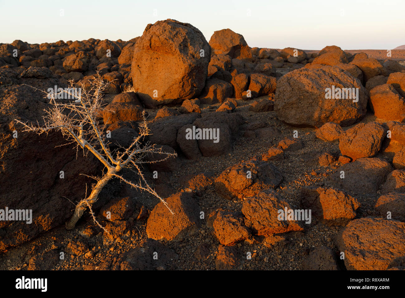 Plant in dessert. Near of Awash lake. Tendaho. Afar region. Ethiopia ...