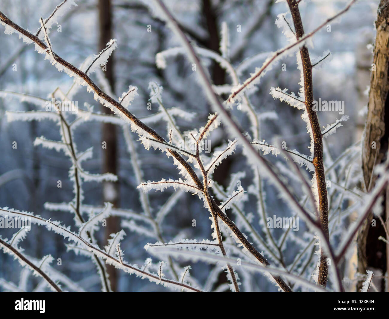 Tree in hoarfrost hi-res stock photography and images - Alamy