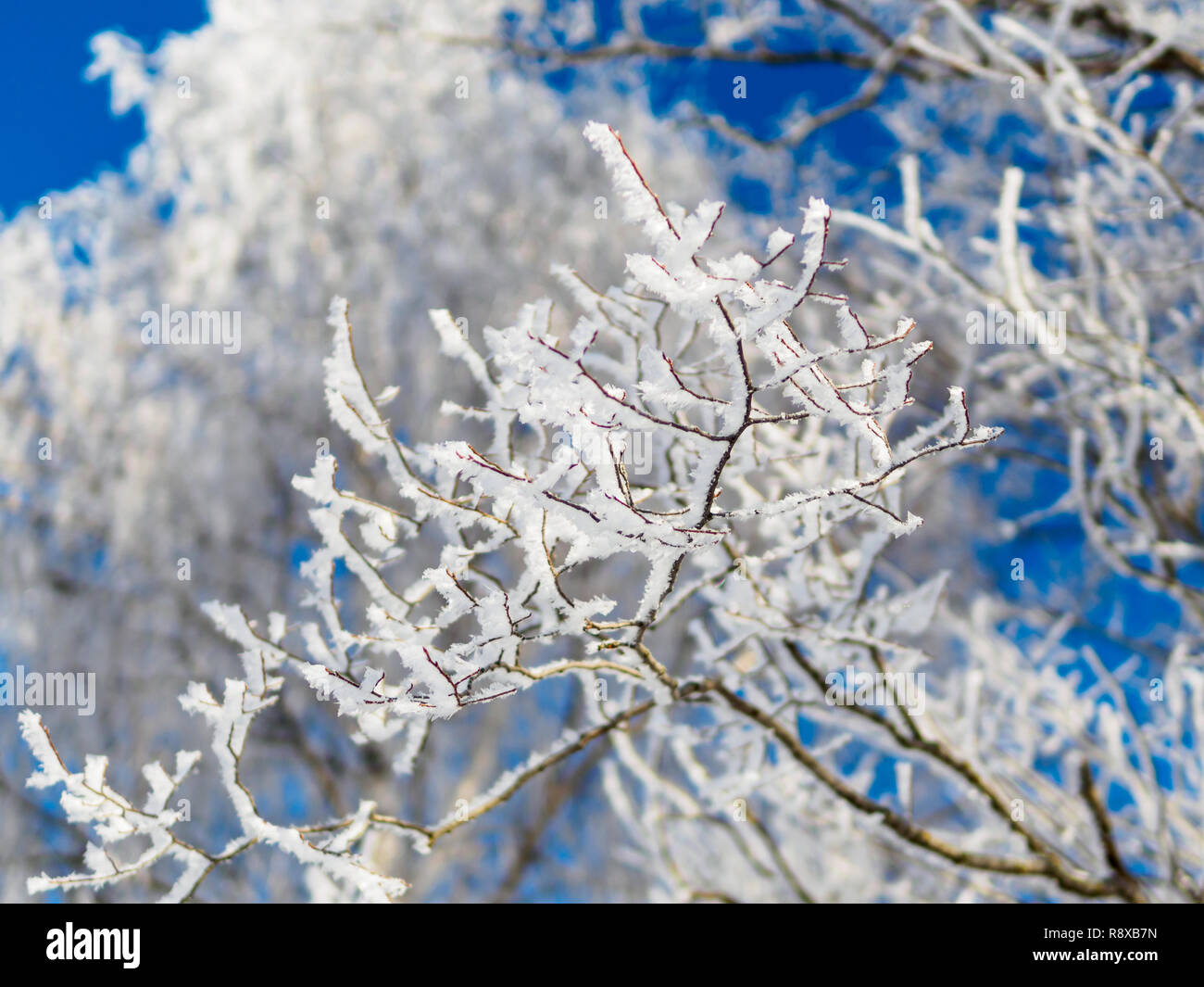 Branch of the tree covered with hoarfrost Stock Photo - Alamy