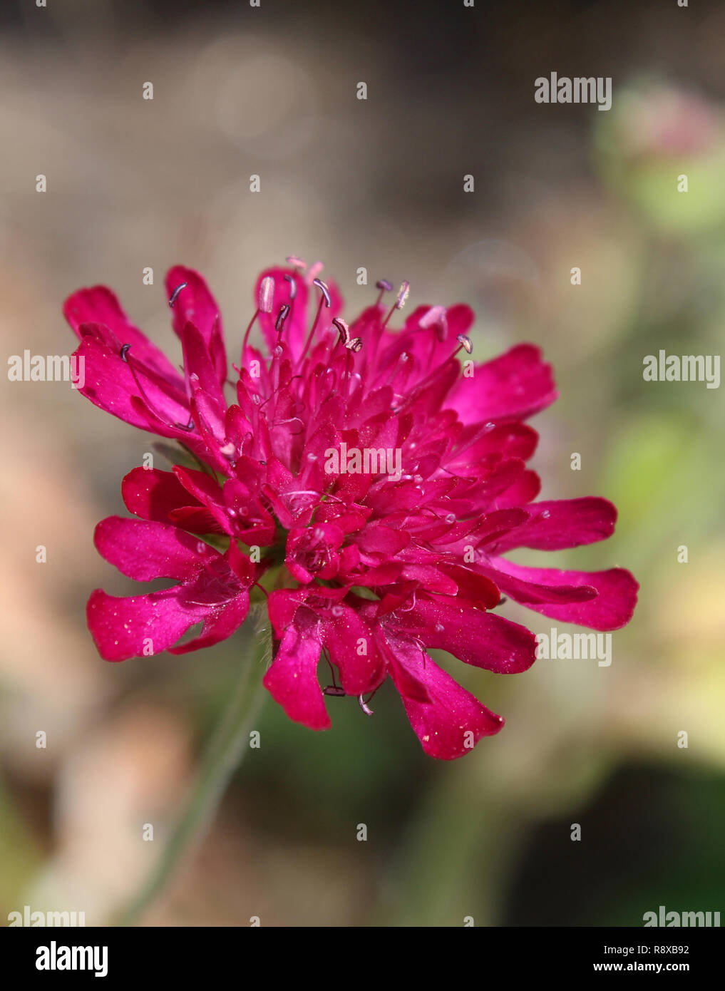 The beautiful deep raspberry pink flower of the Scabious plant. Growing ...
