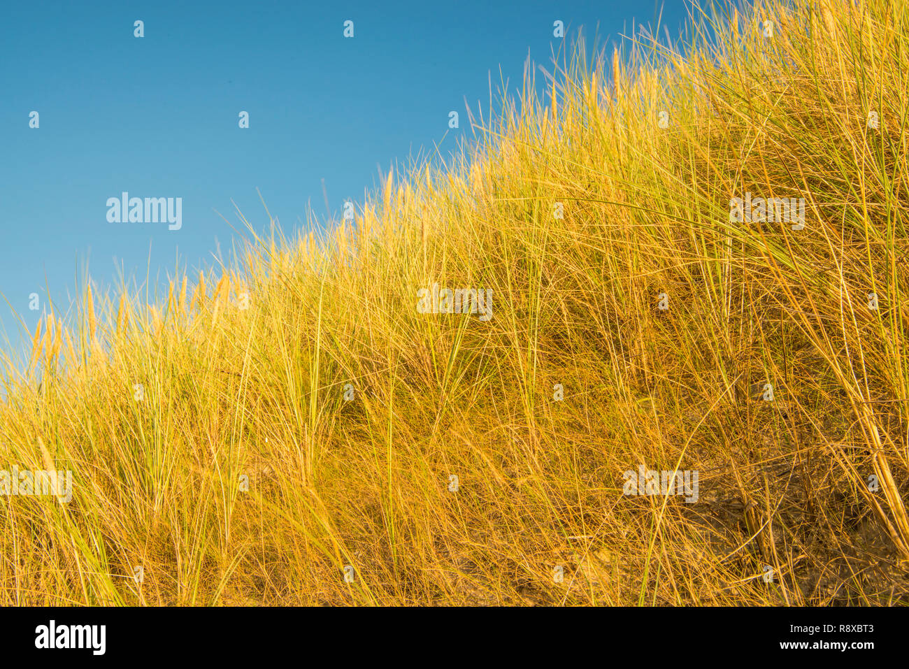 European marram grass hi-res stock photography and images - Alamy