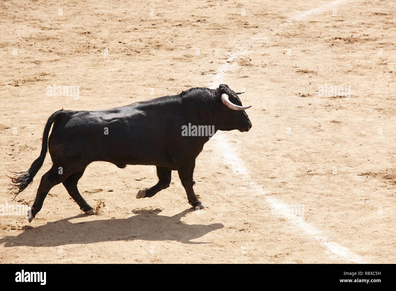 Fighting bulls in the arena. Bullring. Toro bravo. Spain. Horizontal ...