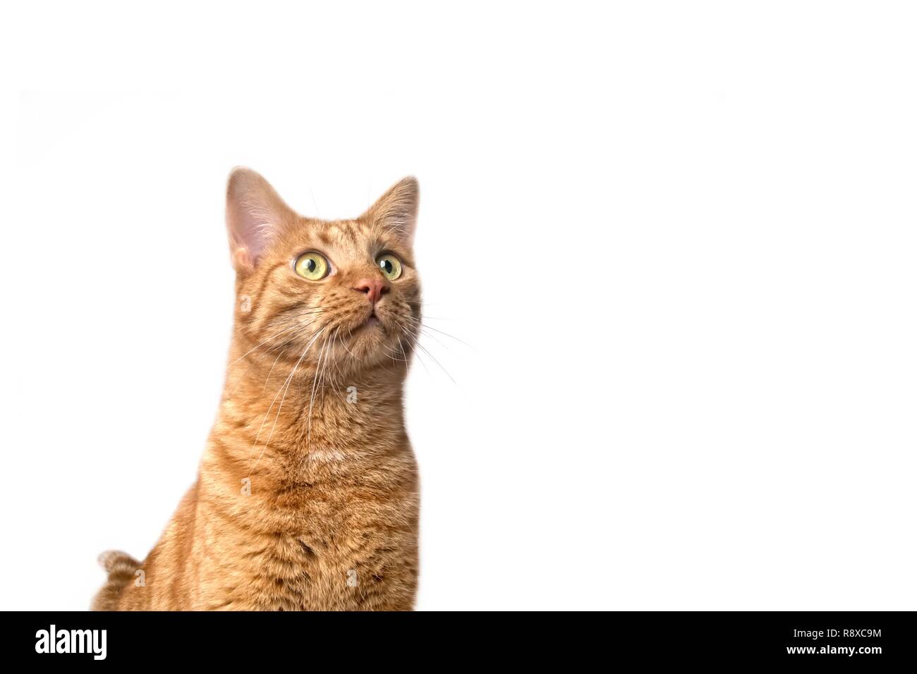 Curious ginger cat Looking up. Isolated on white background with copy ...