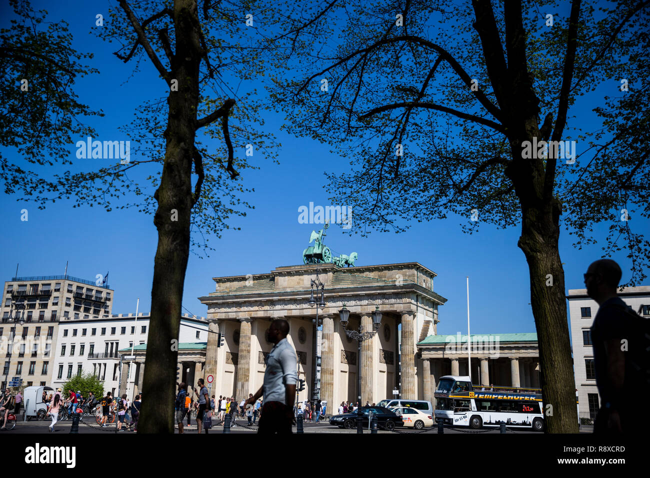 Urban tree with spring shoots hi-res stock photography and images - Alamy
