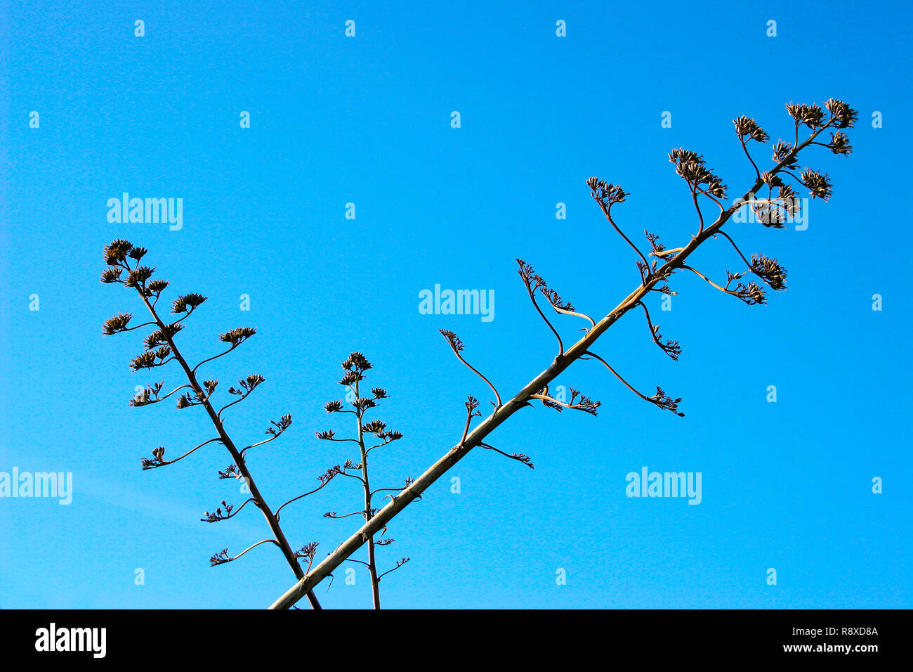 agave flower with blue sky background, flower against blue sky, Agave ...