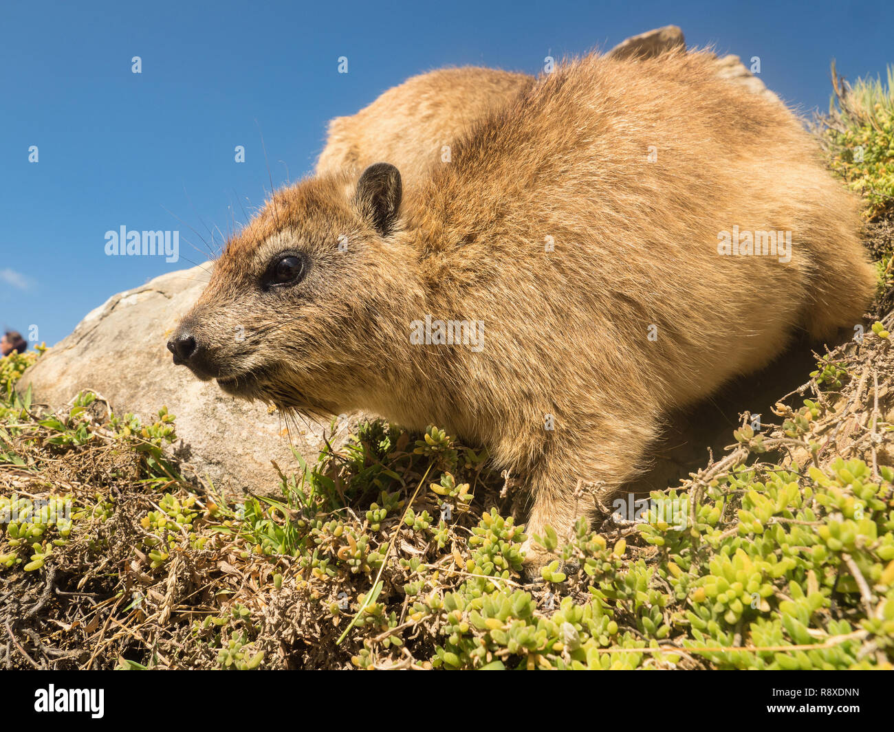 Brown rock hyrax hi-res stock photography and images - Alamy