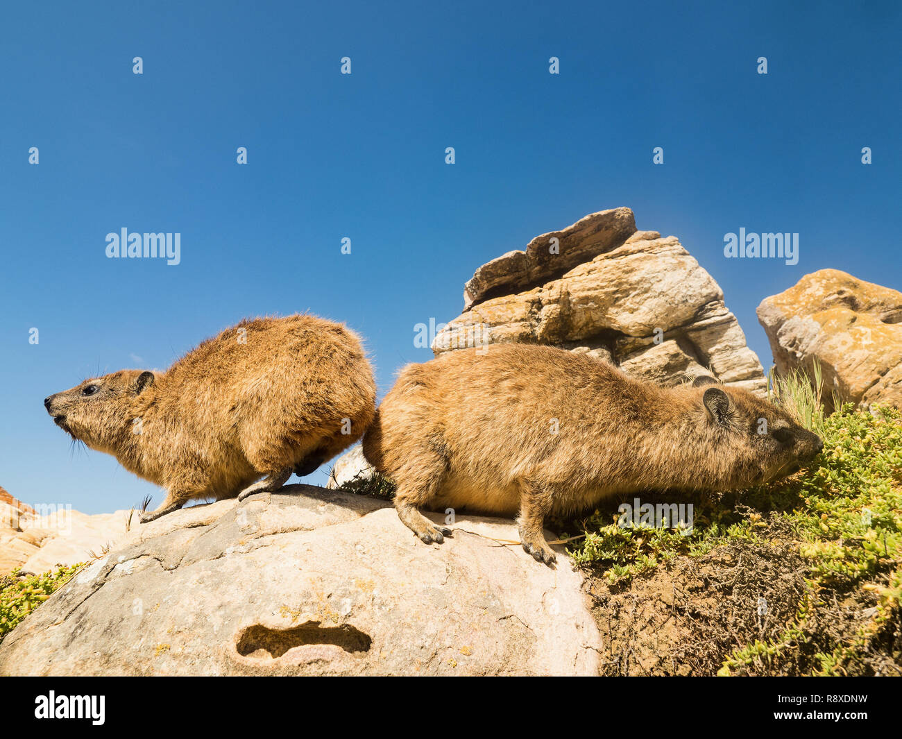 Badger stone hi-res stock photography and images - Alamy