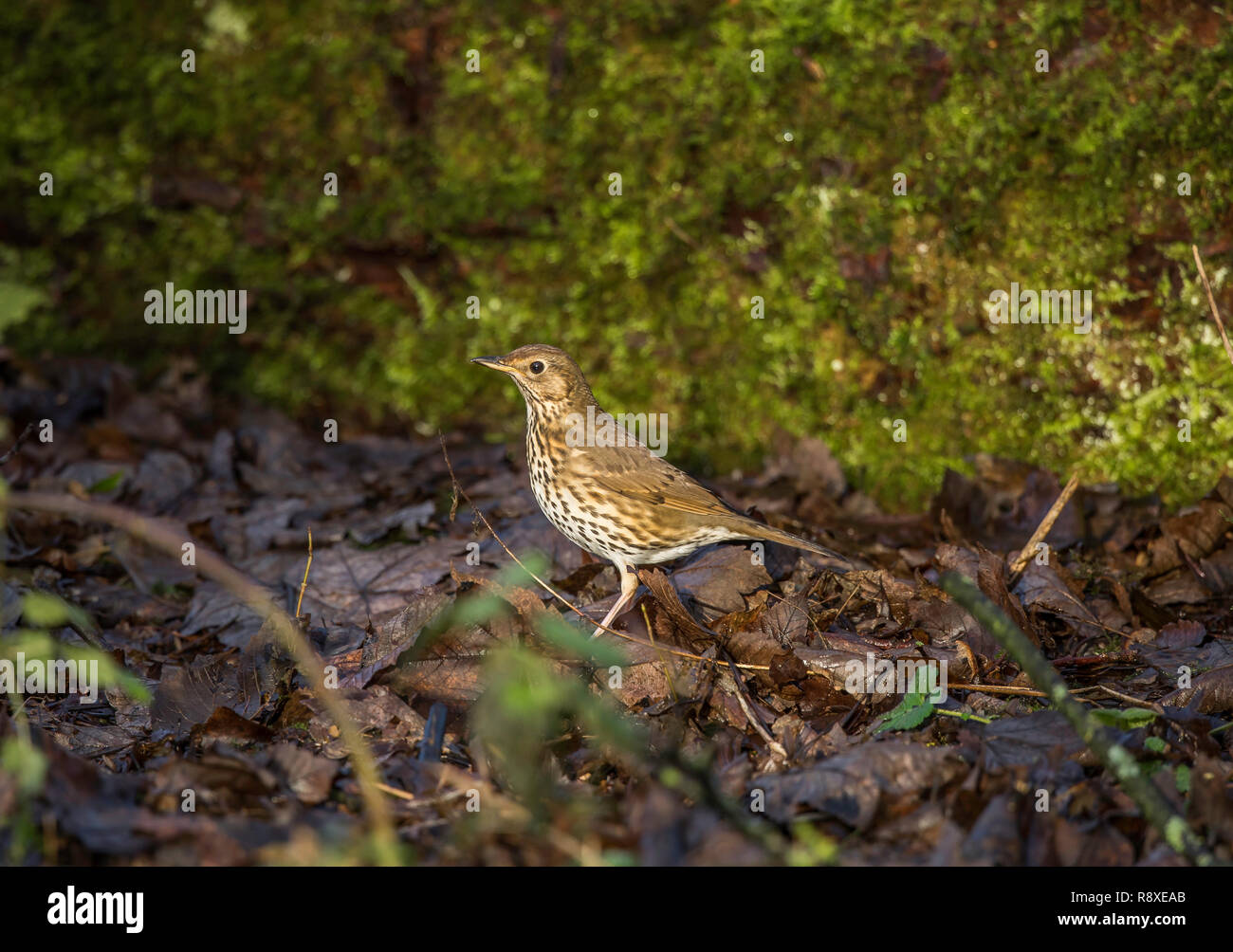 Turdus philomelos england farm hi-res stock photography and images - Alamy