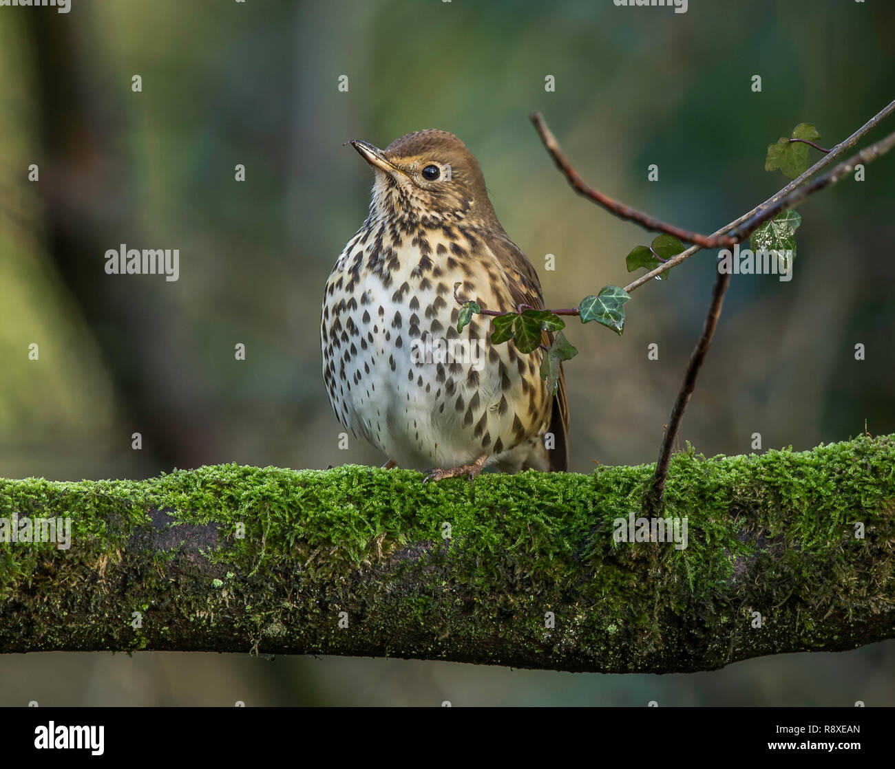 Parks and farmlands hi-res stock photography and images - Alamy