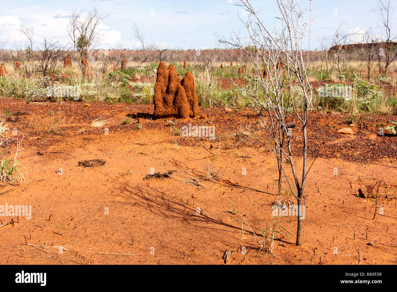Big termite anthills. Australia, outback, Northern territory Stock ...