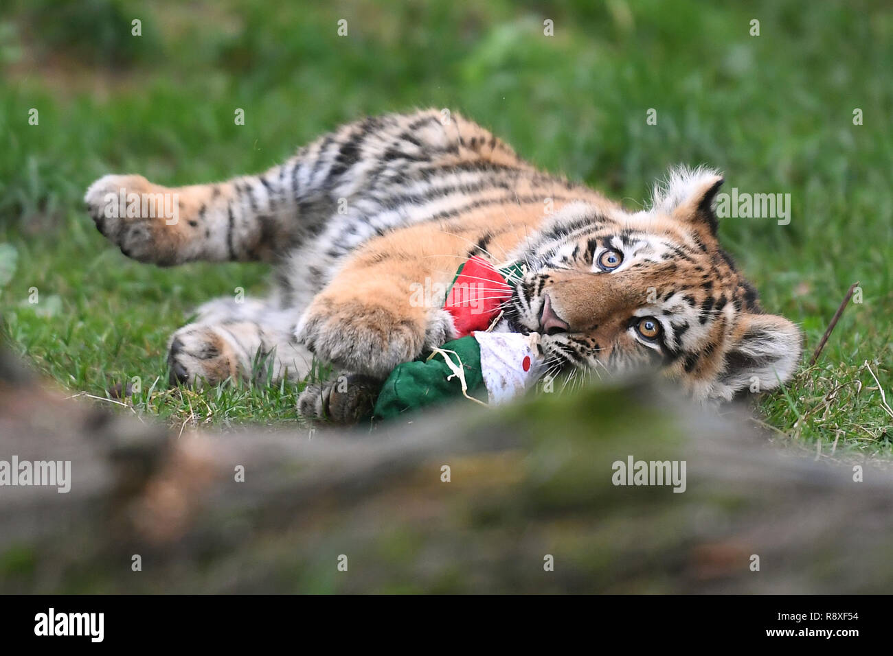 Six month old amur tiger cub makari plays hi-res stock photography and ...
