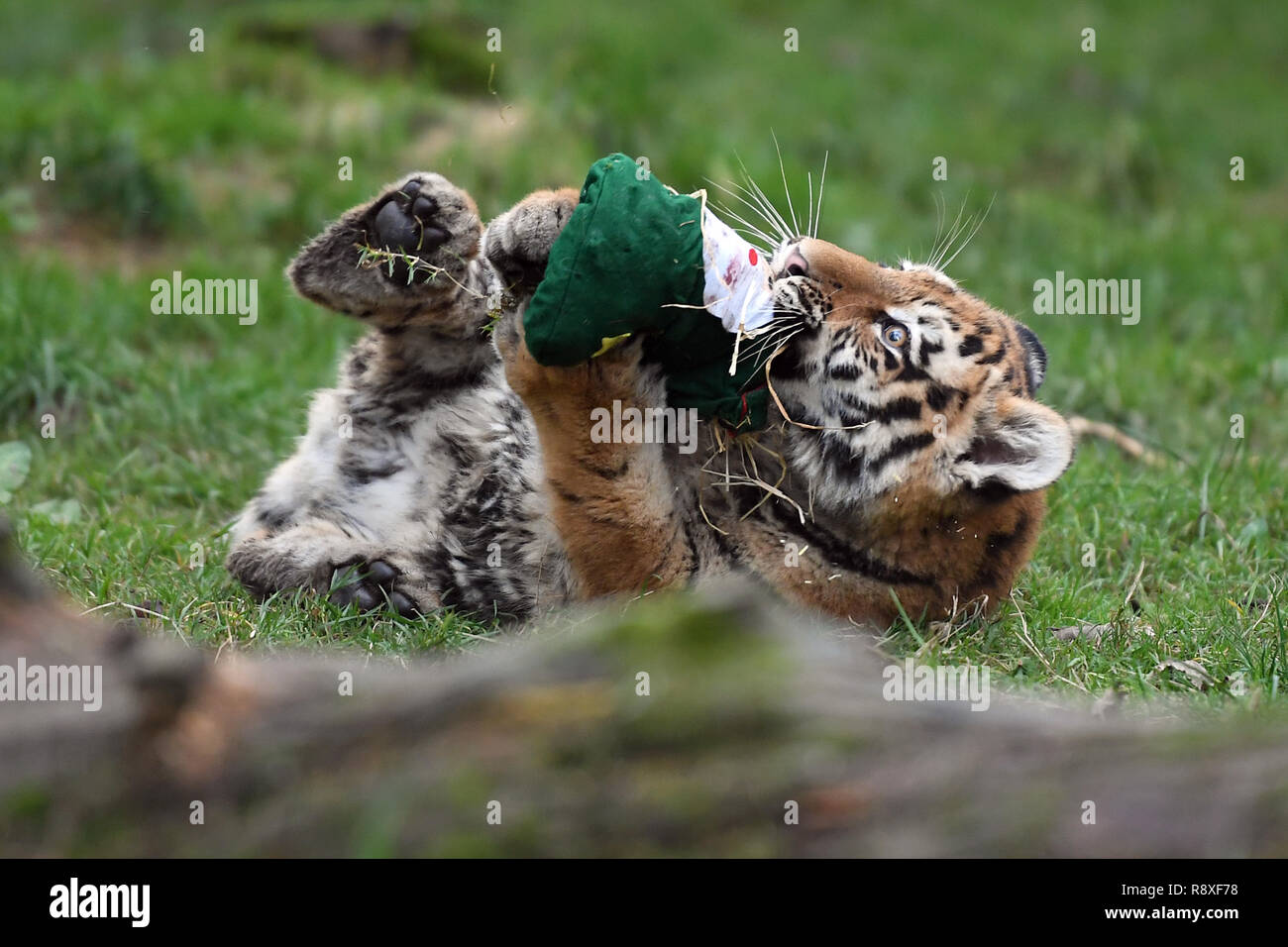 Six month old tiger cub hi-res stock photography and images - Alamy