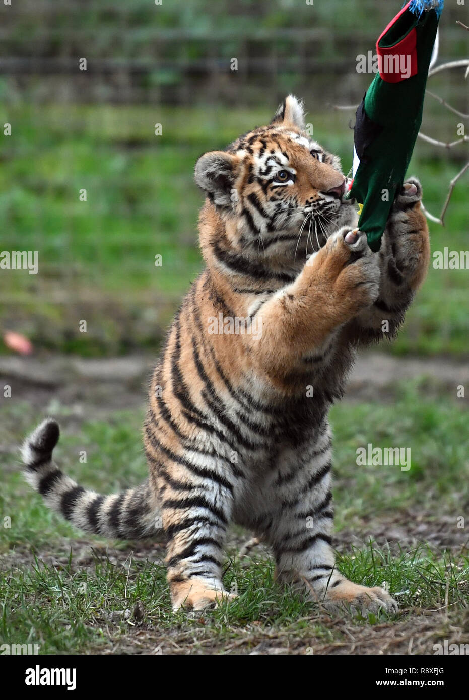 Six-month-old Amur tiger cub Dmitri plays with a Christmas stocking ...