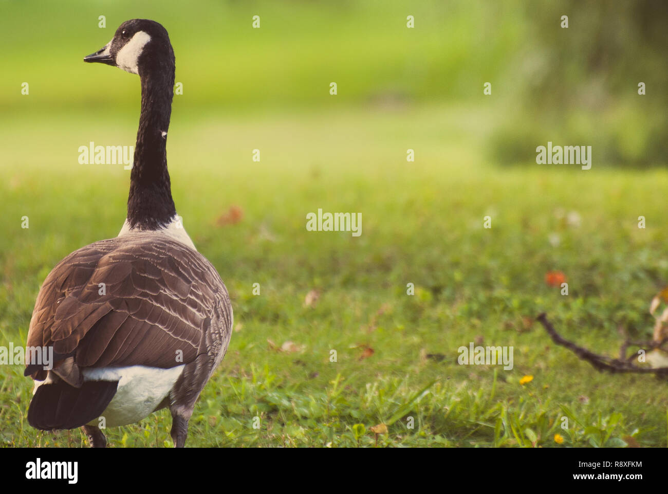 Canadian geese photographed Stock Photo - Alamy