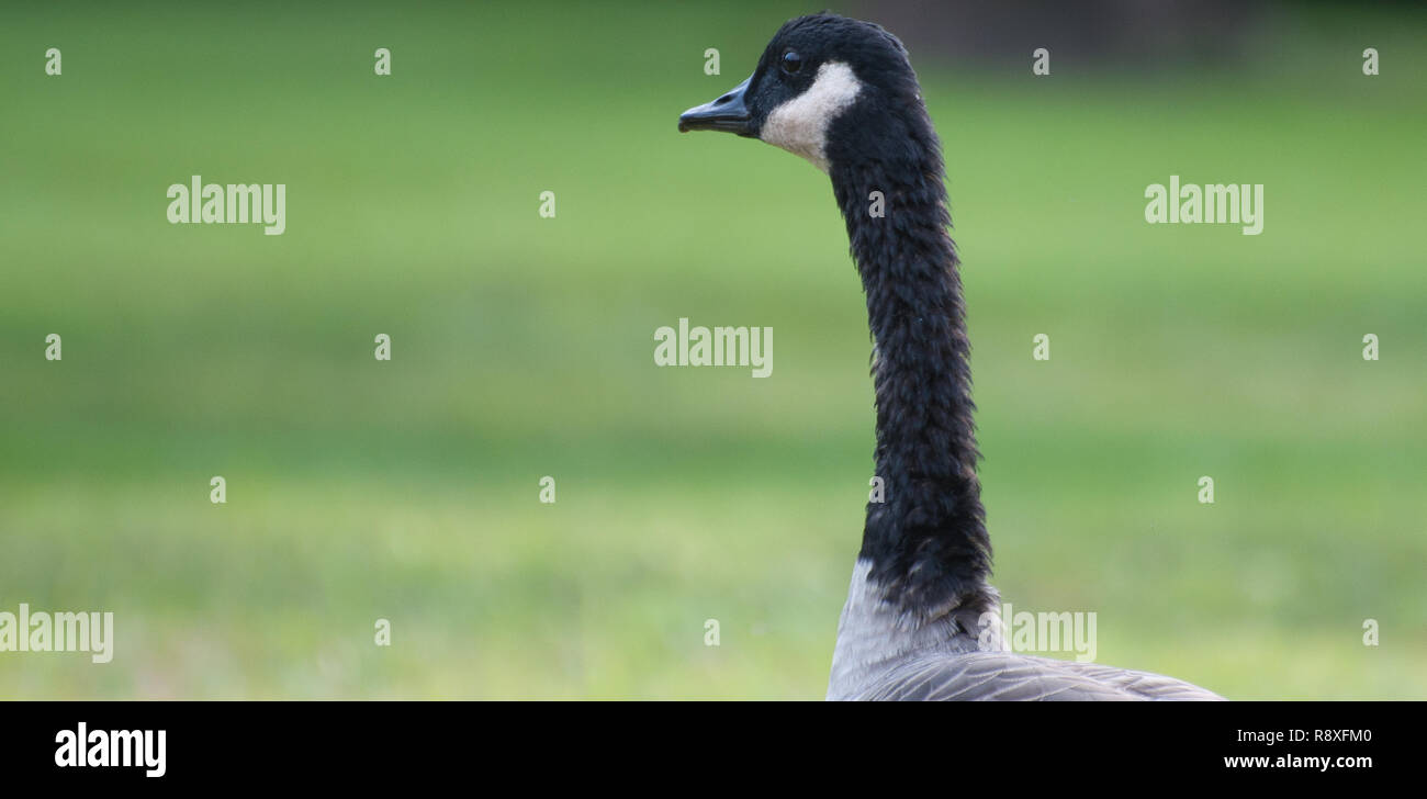 Canadian geese photographed Stock Photo - Alamy