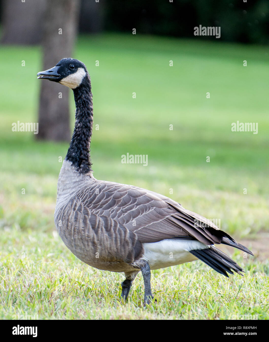 Canadian geese photographed Stock Photo - Alamy