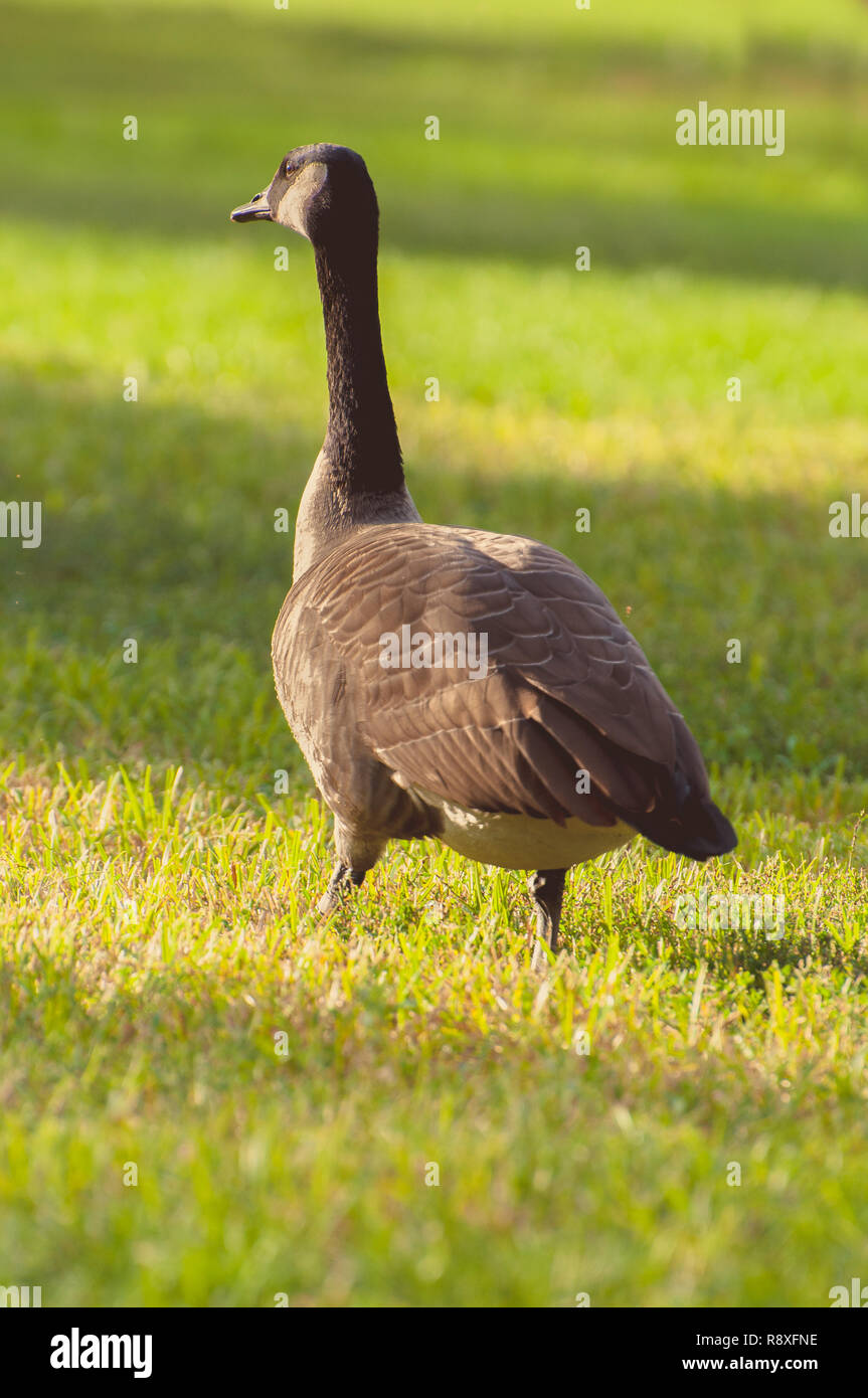 Canadian geese photographed Stock Photo - Alamy