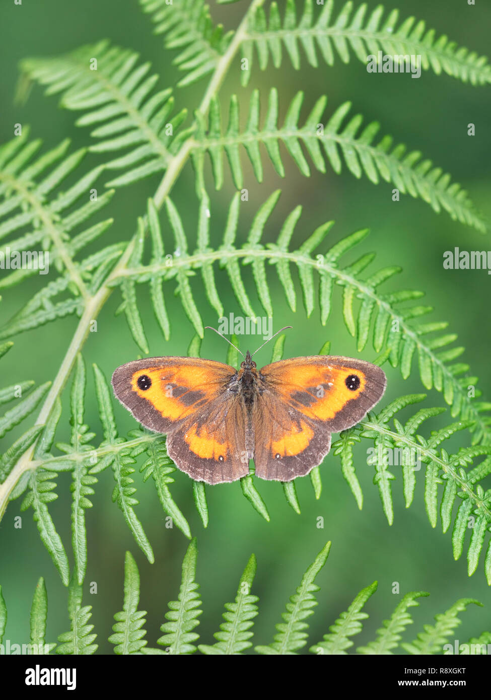 Male Gatekeeper butterfly (Pyronia tithonus) settled with wings spread ...