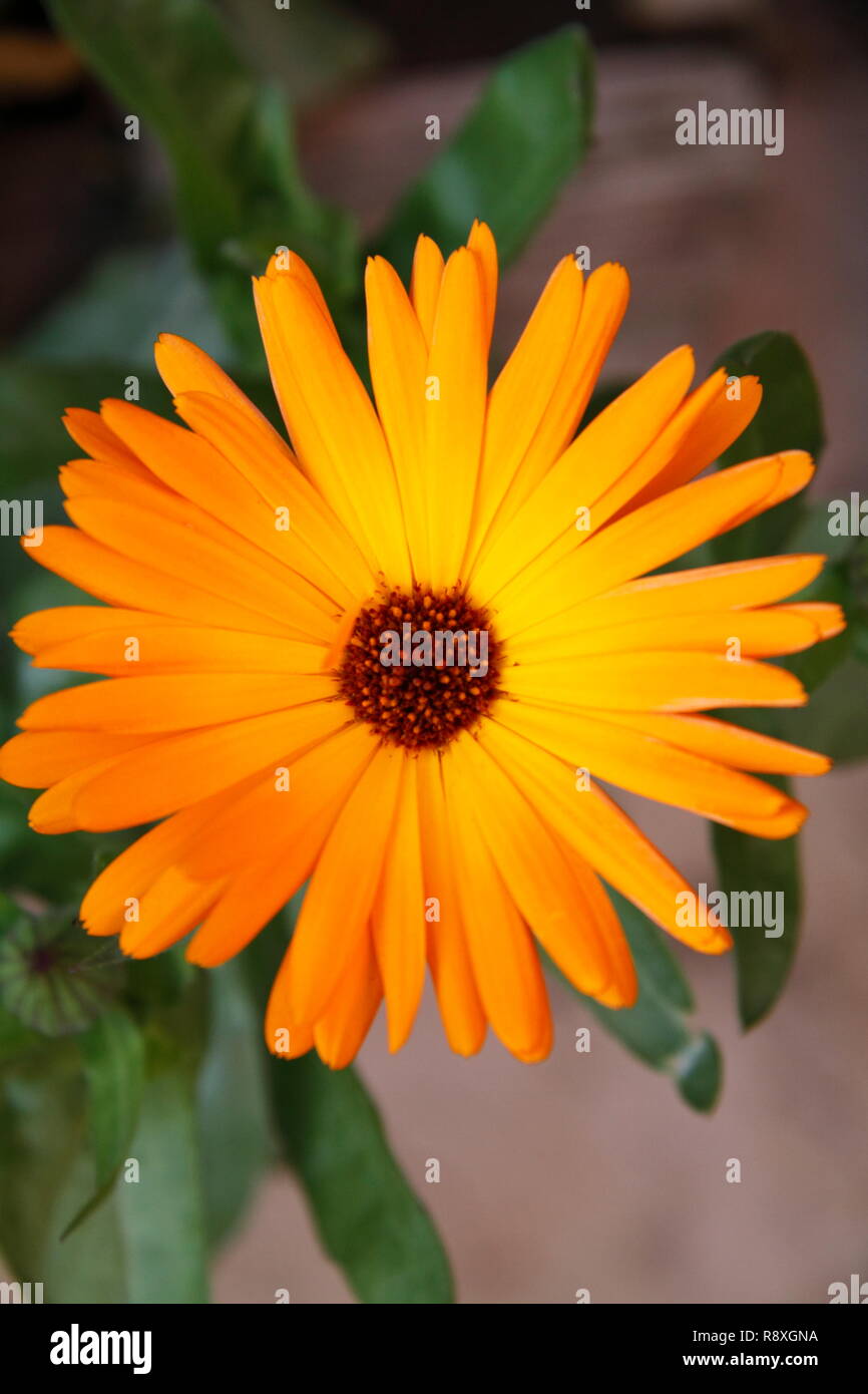 Daisy Flower in Winter Stock Photo - Alamy