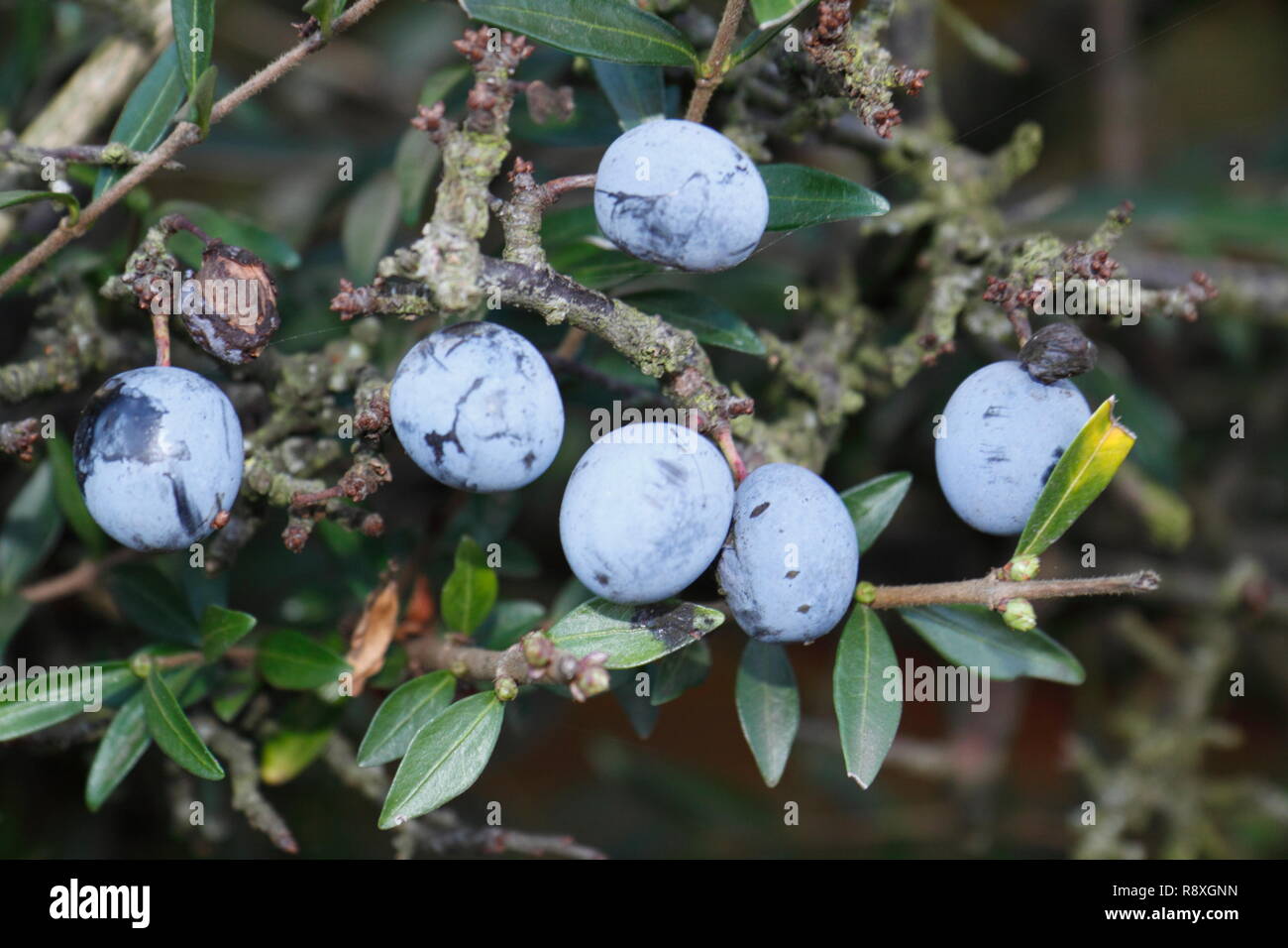 Blackthorn Prunus Spinosa Hedgerow Fruit High Resolution Stock ...