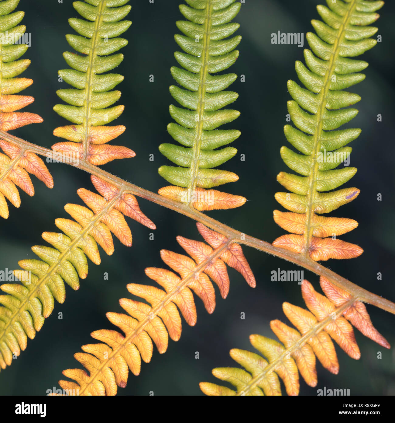 Bracken detail hi-res stock photography and images - Alamy