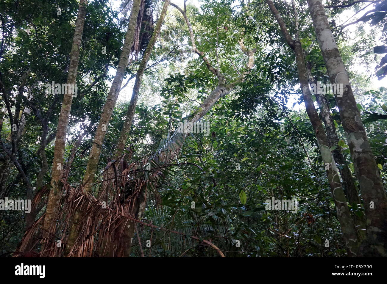 Kibale Forest National Park, Uganda Stock Photo - Alamy Kibale Forest National Park, Uganda Stock Photo - Alamy