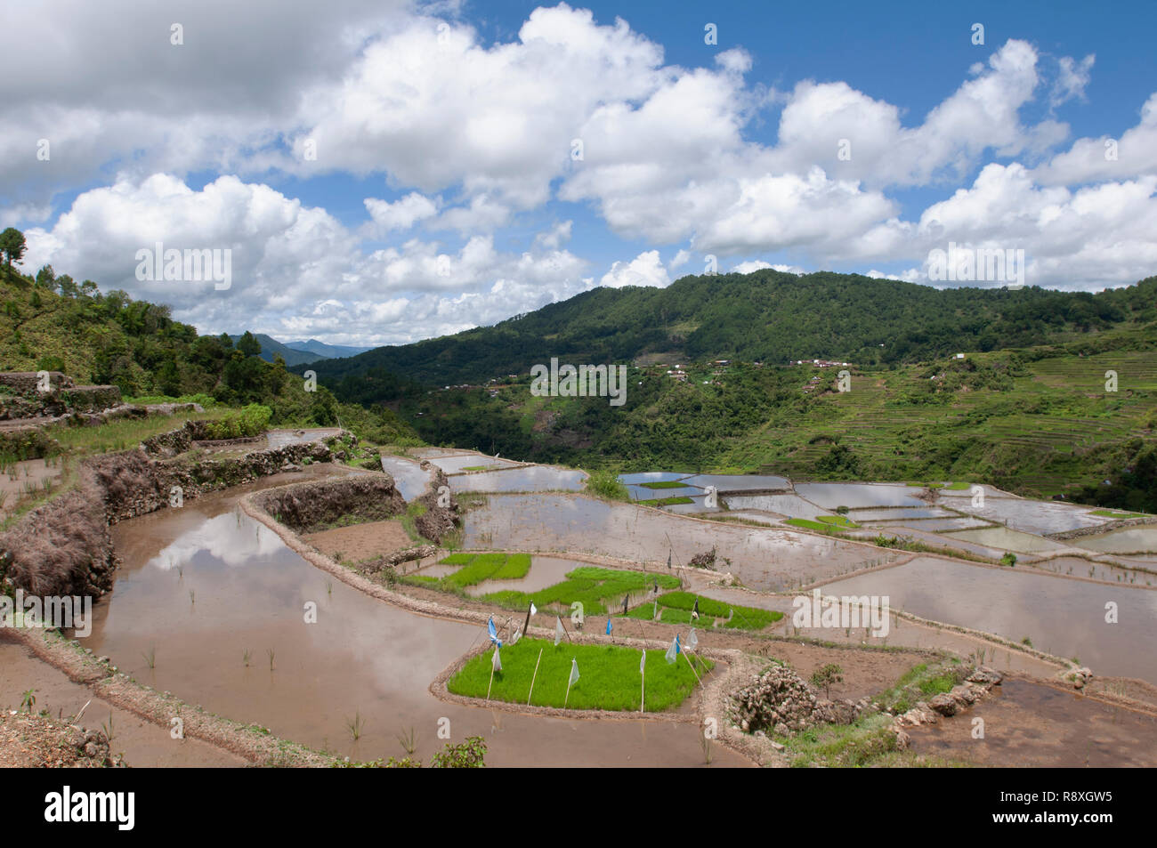 Maligcong Rice Terraces, Bontoc, Mountain Province, Luzon, Philippines ...