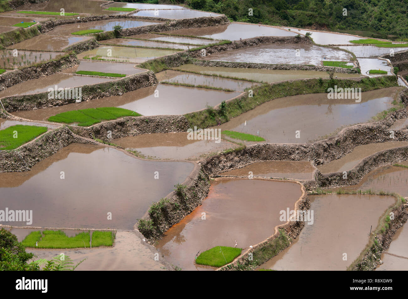 Maligcong Rice Terraces, Bontoc, Mountain Province, Luzon, Philippines ...