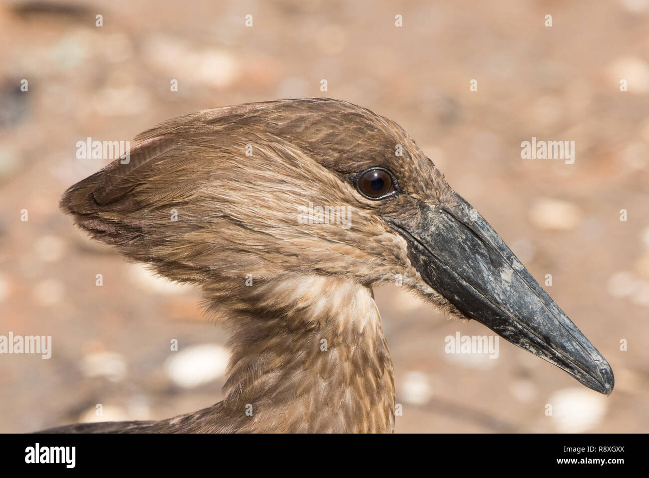 Umbrette hi-res stock photography and images - Alamy