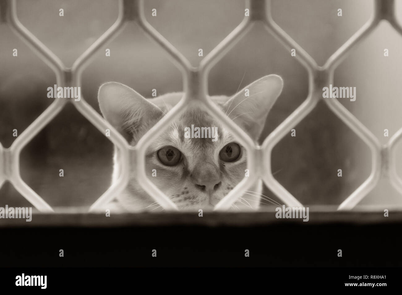 Cat indoors behind security screen - sepia Stock Photo - Alamy