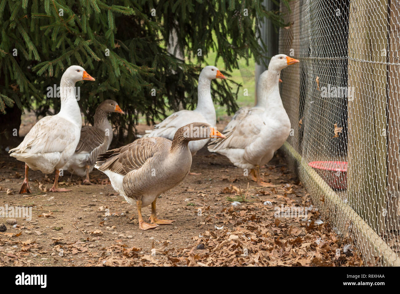 Six geese looking through chicken wire fence Stock Photo - Alamy