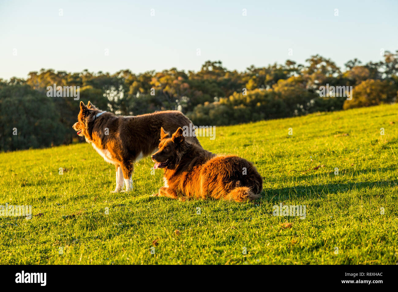 Working collie hi-res stock photography and images - Alamy