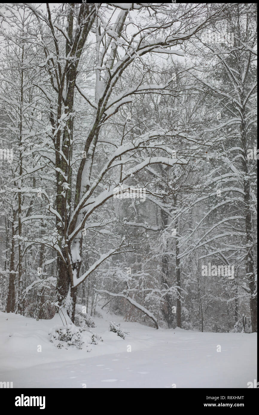 Winter Storm Diego left behind 18 inches of powdery snow in rural ...