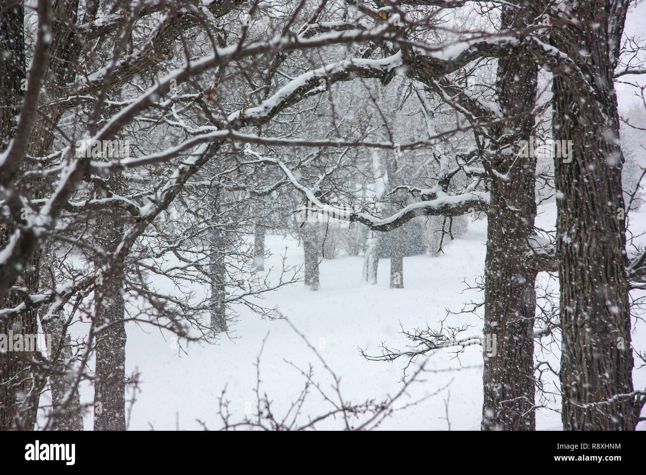 Blinding snowstorm hi-res stock photography and images - Alamy